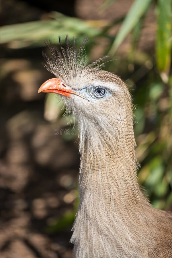 Red legged seriema. stock image. Image of nature, isolated - 72977347