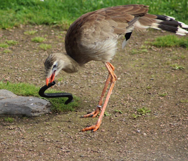Red-legged seriema stock image. Image of food, nature - 99620587