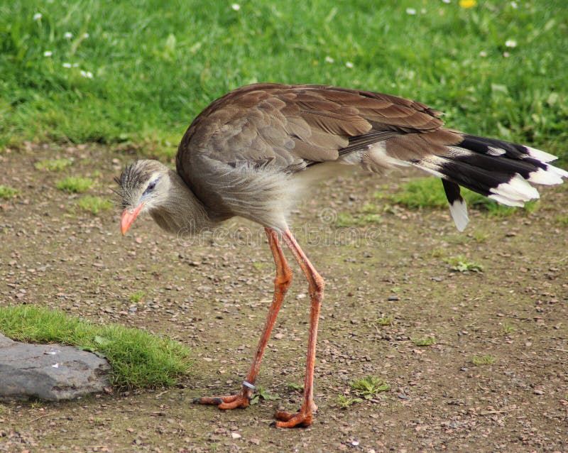 Red-legged seriema stock photo. Image of redlegged, prey - 99620912