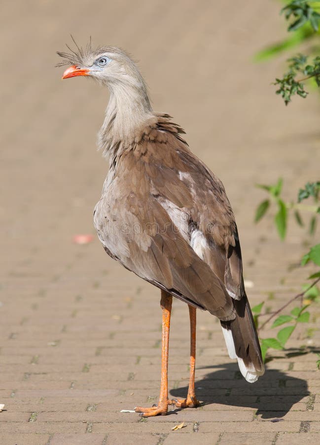 Red-legged Seriema Or Crested Cariama, Cariama Cristata Stock Photo ...