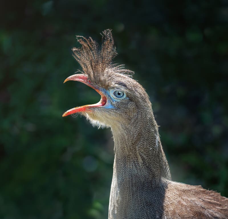 Red-legged Seriema Screaming Stock Photo - Image of loud, cristata ...