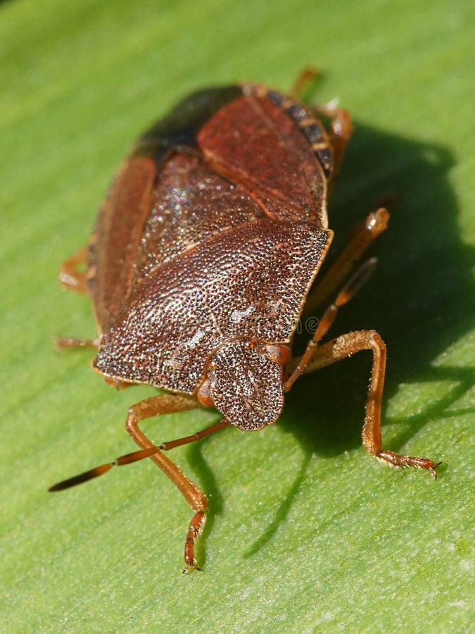 Red-legged Shieldbug Aka Forest Bug Pentatoma Rufipes Stock Photo ...