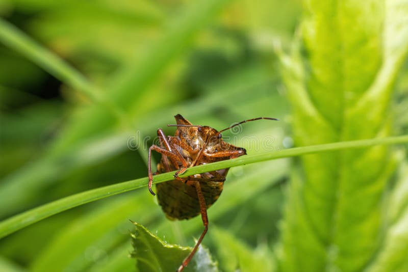 Red-legged Shieldbug is Climbing a Blade of Grass Stock Image - Image ...