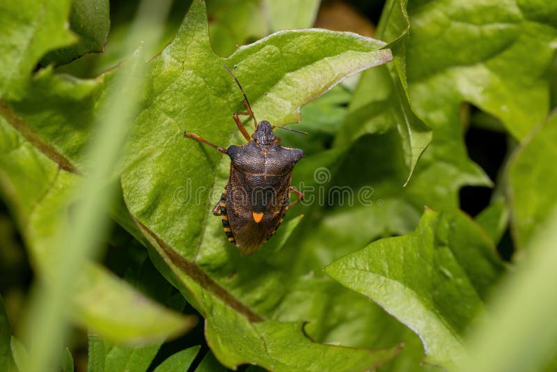 Red-legged Shieldbug or Forest Bug on a Green Leaf Stock Image - Image ...