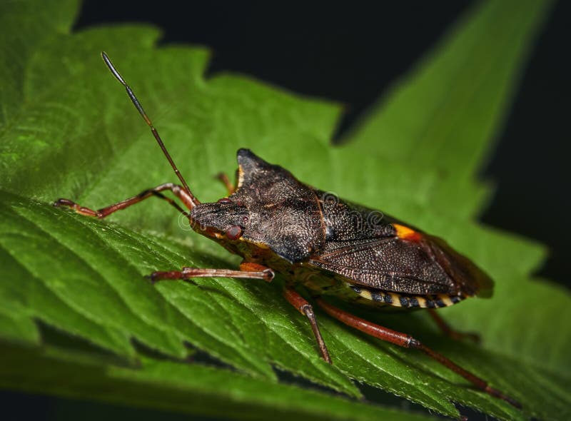Red-legged Shieldbug Pentatoma Rufipes or Forest Bug on a Green Leaf ...