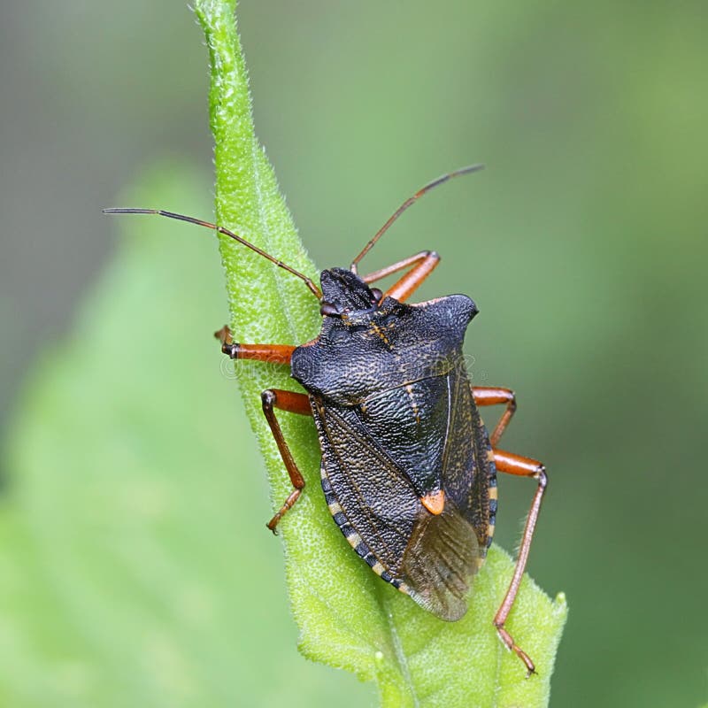 Red-legged Shieldbug Aka Forest Bug Pentatoma Rufipes Stock Image - Image of pentatomidae ...