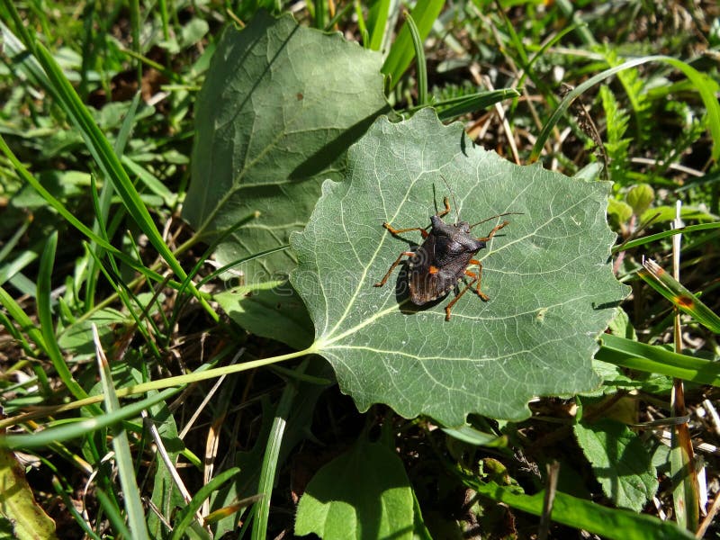 Red-legged Shieldbug Aka Forest Bug Pentatoma Rufipes Stock Photo ...