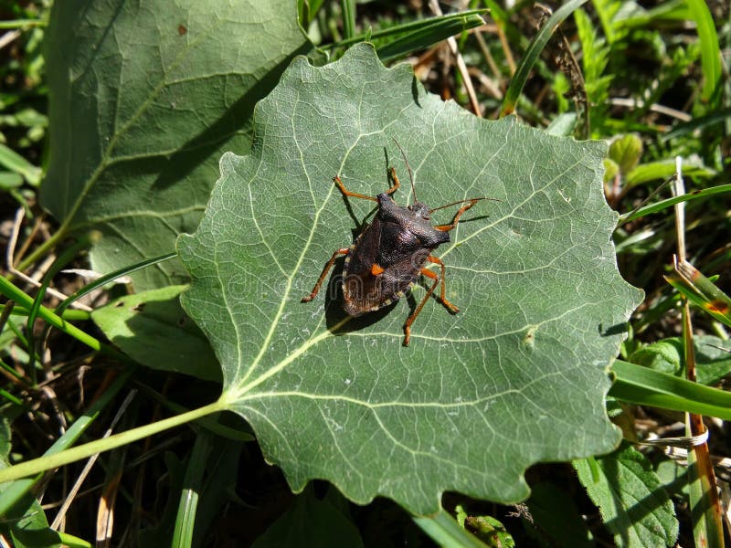 Red Legged Shieldbug on the Tree Leaf. Forest Bug, Pentatoma Rufipes ...