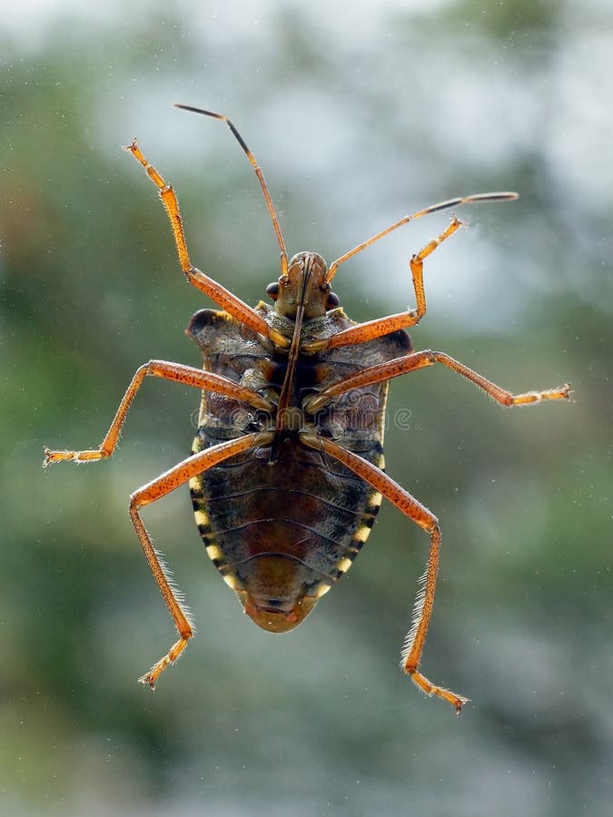 Red-legged Shieldbug Underside Stock Photo - Image of green, species ...
