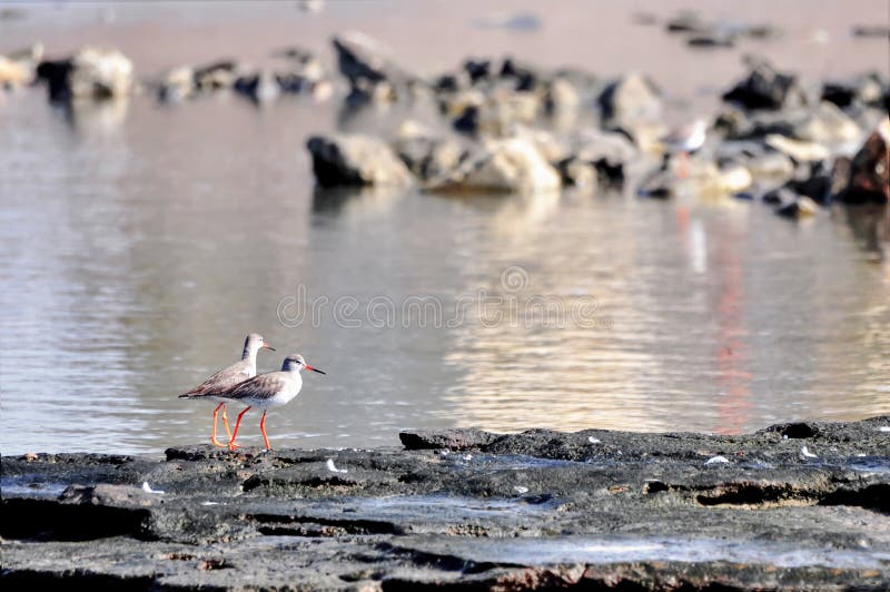 Red legs birds stock photo. Image of landscape, summer - 32951566