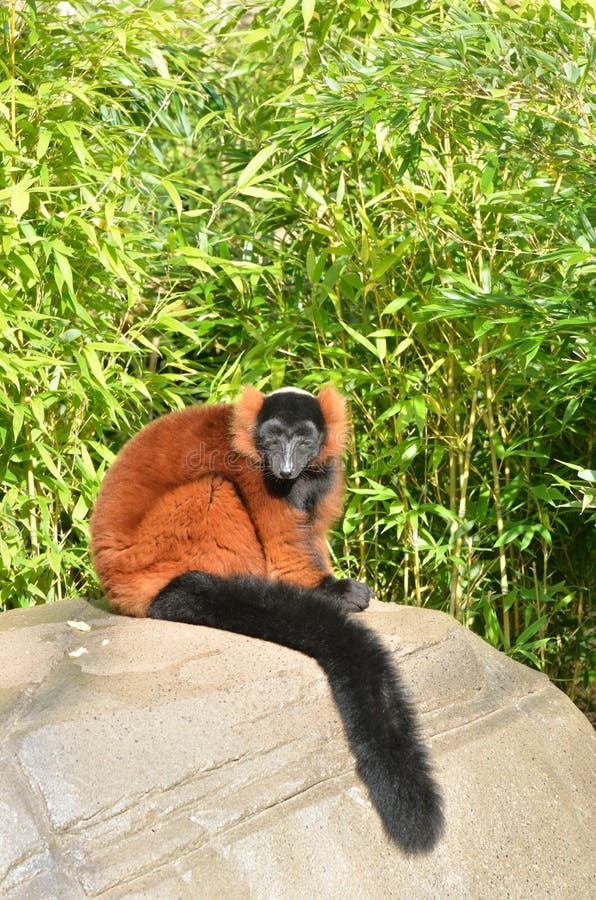 Red lemur stock image. Image of rare, ruffed, stare, rainforest - 27032807