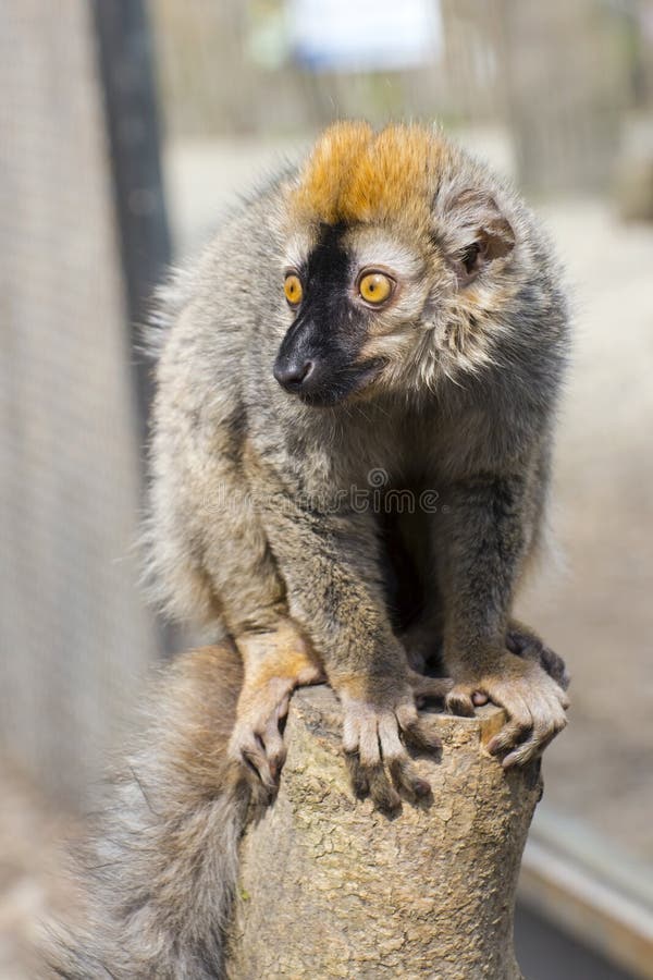 Red lemur (Eulemur rufus) stock photo. Image of lemuridae - 52630634