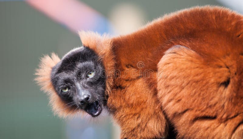 Angry Ring-Tailed Lemur stock photo. Image of head, beauty - 64091240