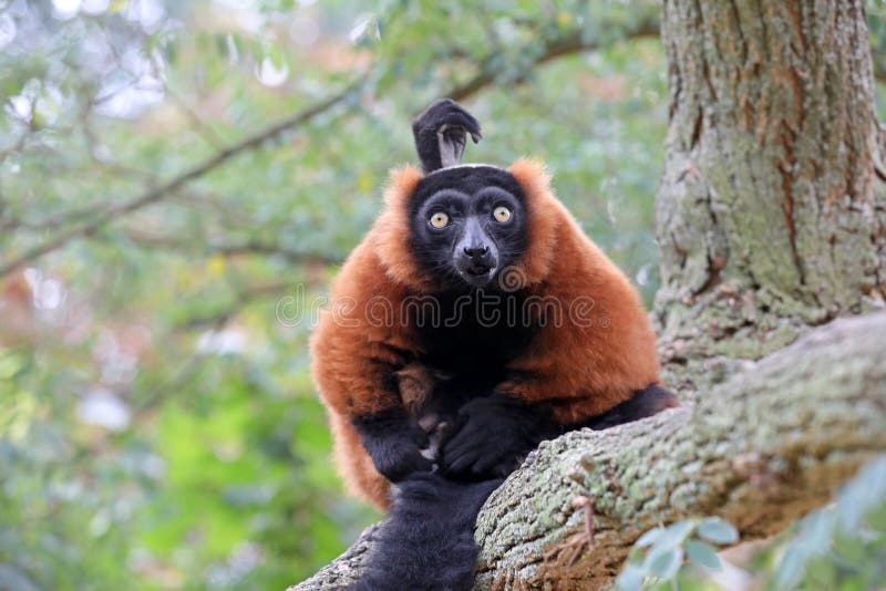 Red lemur stock image. Image of mammal, vari, portrait - 104992033