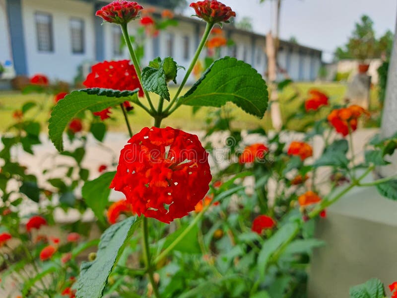 Red Lentena Flower, Lentena Flower, Lentena Camera,bloom Stock Photo ...