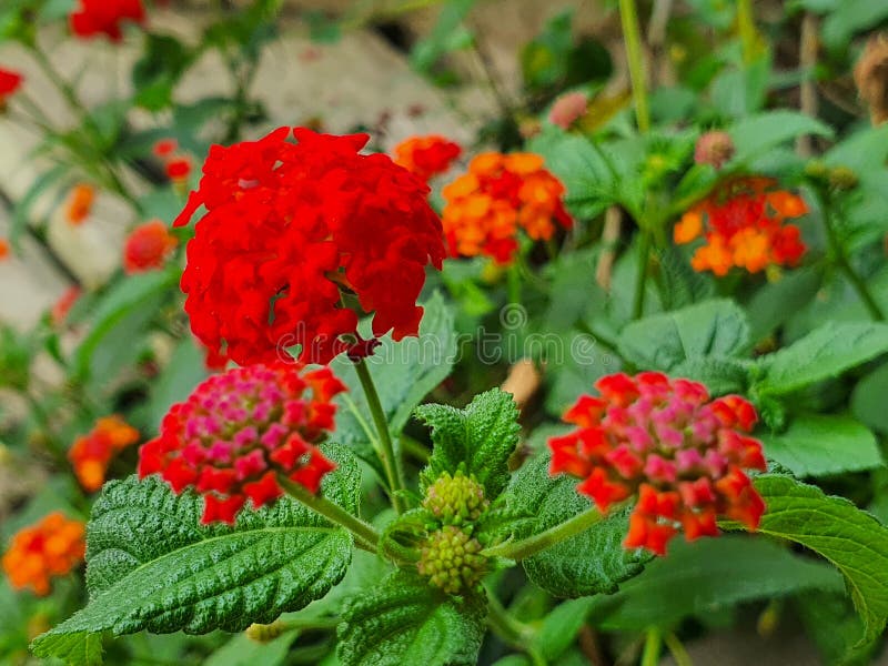 Red Lentena Flower, Lentena Flower, Lentena Camera,bloom Stock Image ...