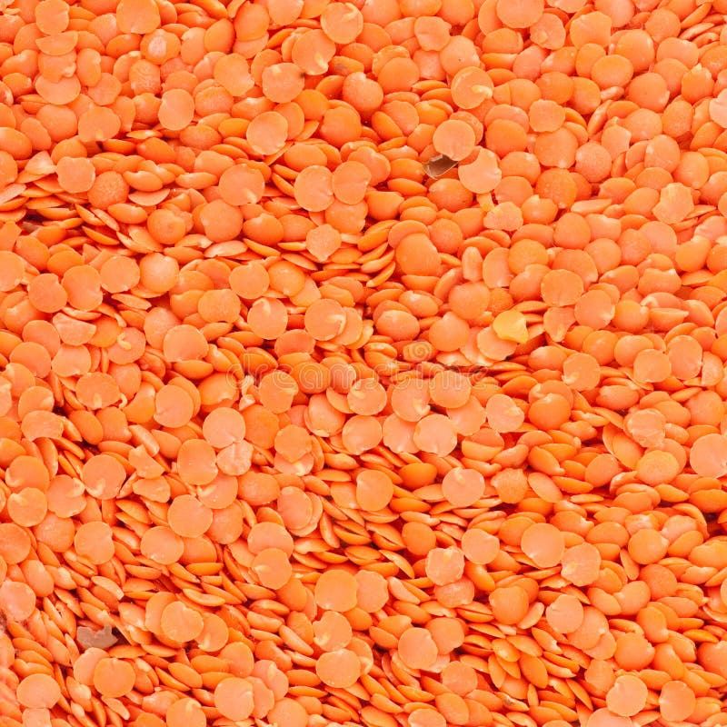 Corn Seeds, Red, Orange, Yellow Color Grain Pile Closeup, Organic ...