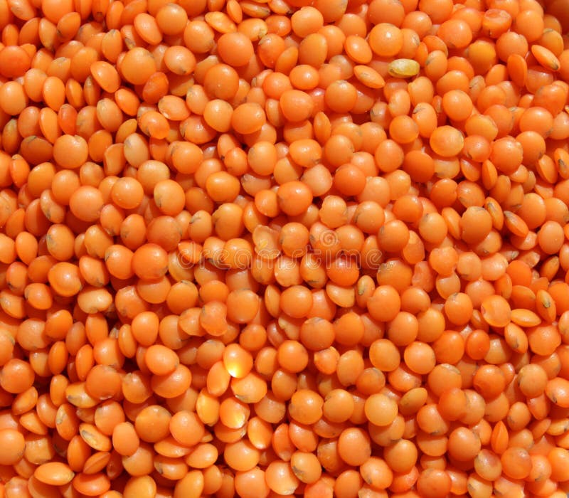 Red lentil stock image. Image of closeup, grain, focus - 52632981