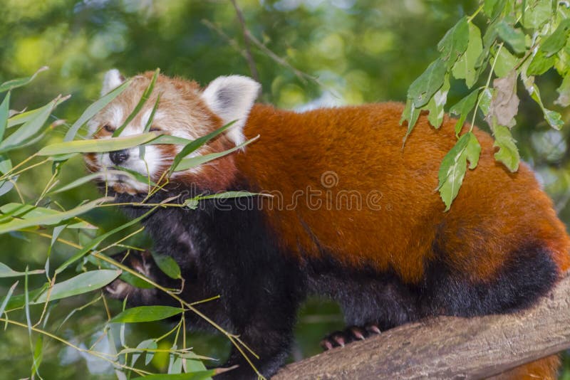 Red or lesser panda stock photo. Image of animal, carnivores - 128029490