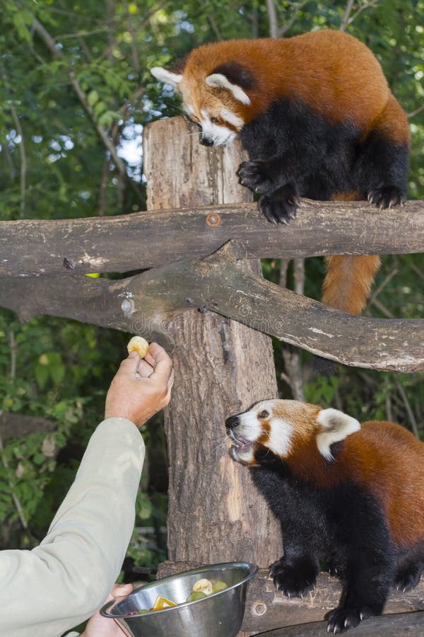 Red or lesser panda stock image. Image of carnivores - 128029559