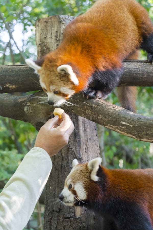 Red or lesser panda stock photo. Image of carnivores - 128029638