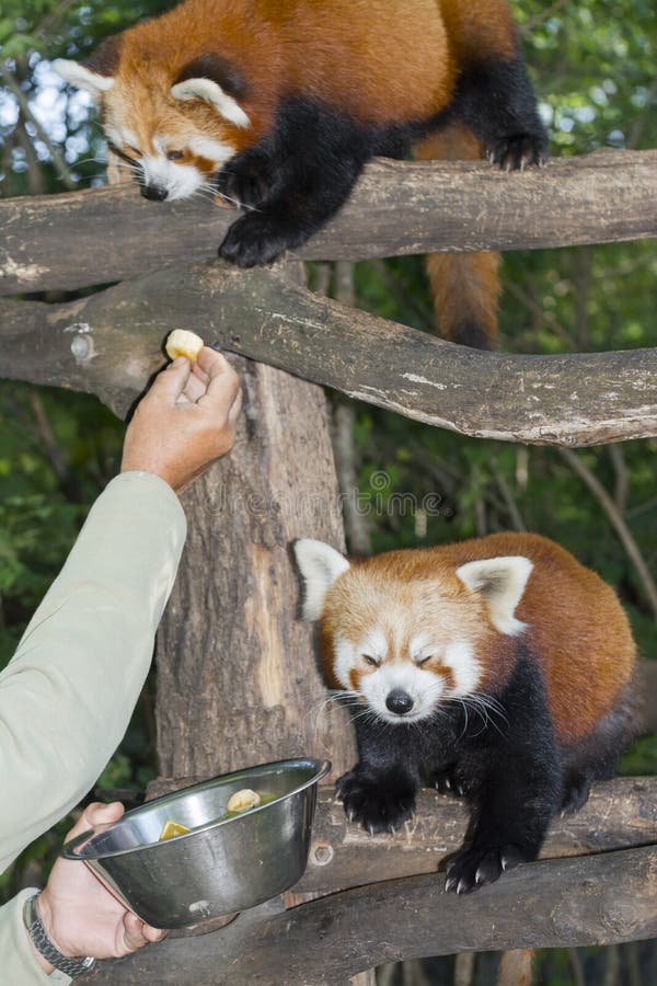 Red or lesser panda stock image. Image of carnivores - 128029559