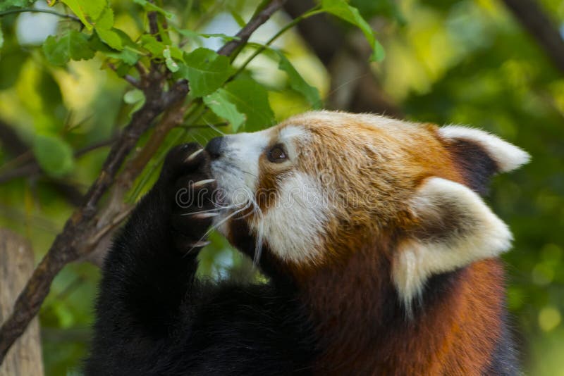 Red or Lesser Panda is Resting on a Tree Stock Image - Image of ailurus ...