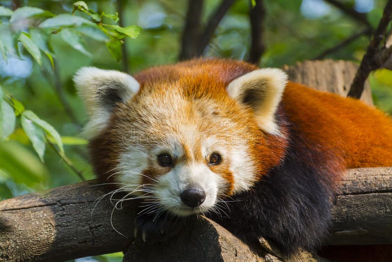 Red or Lesser Panda is Resting on a Tree Stock Image - Image of fulgens ...