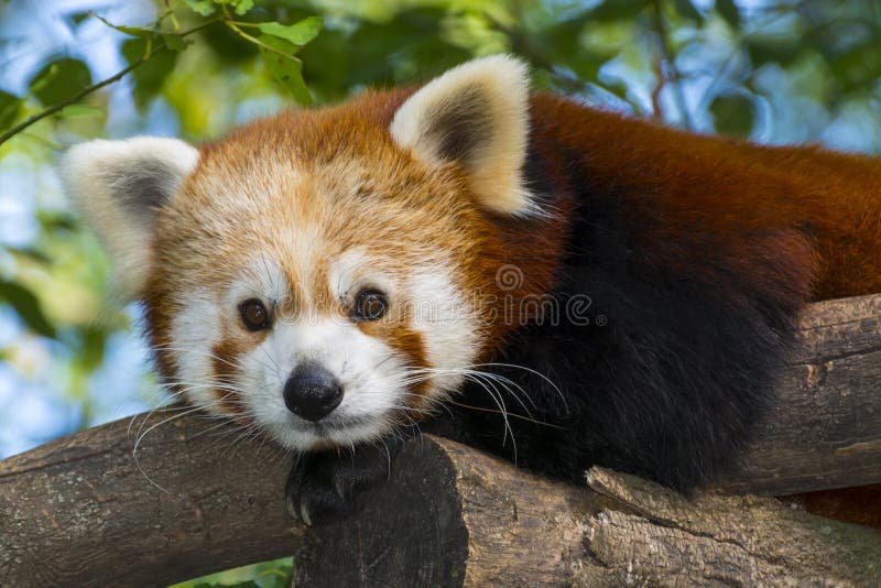 Red or Lesser Panda is Resting on a Tree Stock Image - Image of ailurus ...