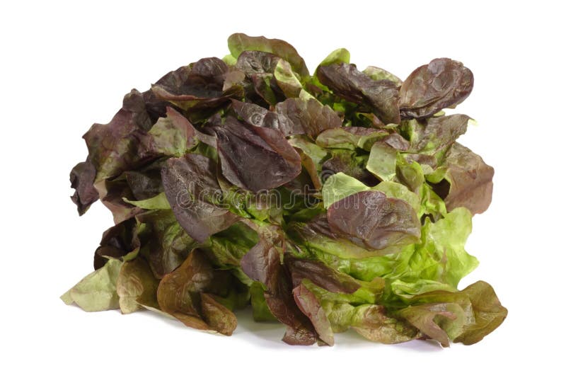 Red Lettuce stock image. Image of lettuce, vegetable, vegetarian - 5155297