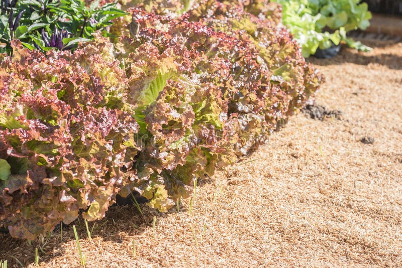 Red lettuce stock photo. Image of garden, nutrition, healthy - 52819078