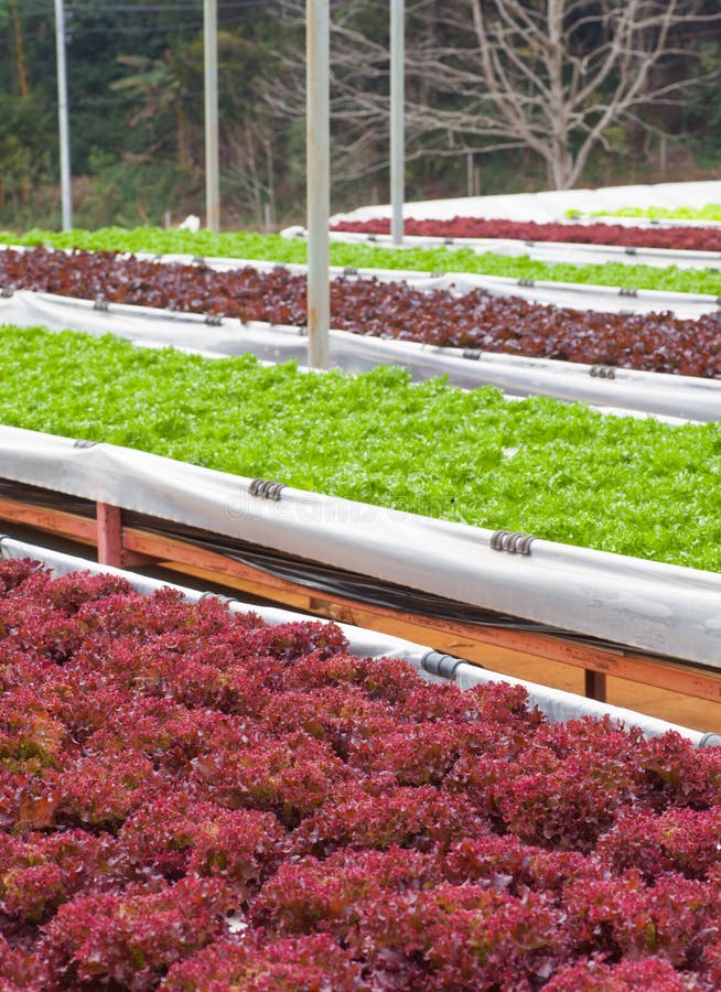 Red lettuce stock photo. Image of life, beauty, field - 51497280