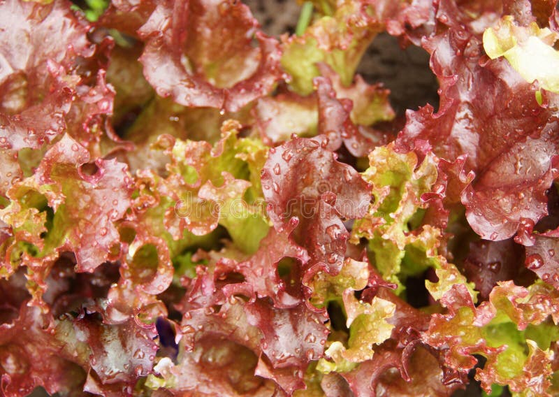 Red and green lettuce stock photo. Image of bright, produce - 50569590