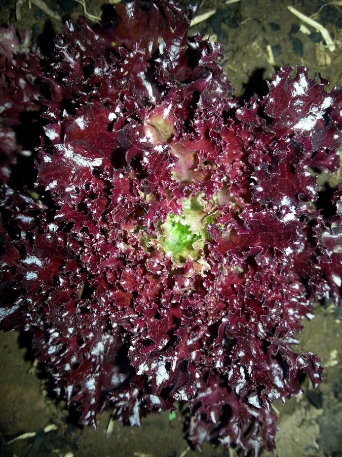 Red Lettuce stock photo. Image of salad, lettuce, homegrown - 122824874