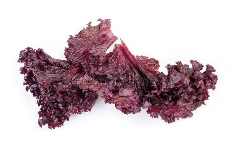 Red Lettuce Leaves Lollo Rosso on a White Background Stock Photo ...