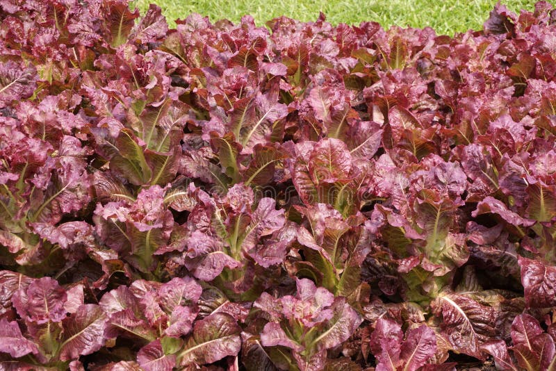 Red Lettuce plant stock photo. Image of ingredient, closeup - 89959696