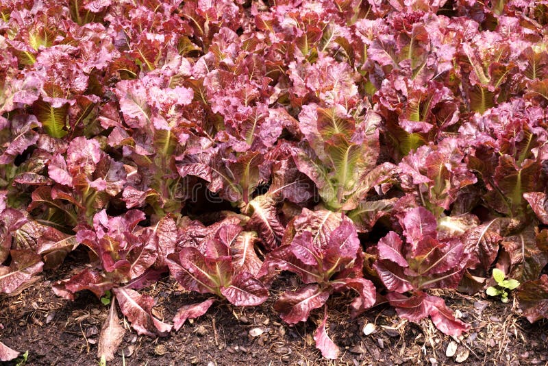 Red Lettuce plant stock image. Image of outdoor, sativa - 89960081