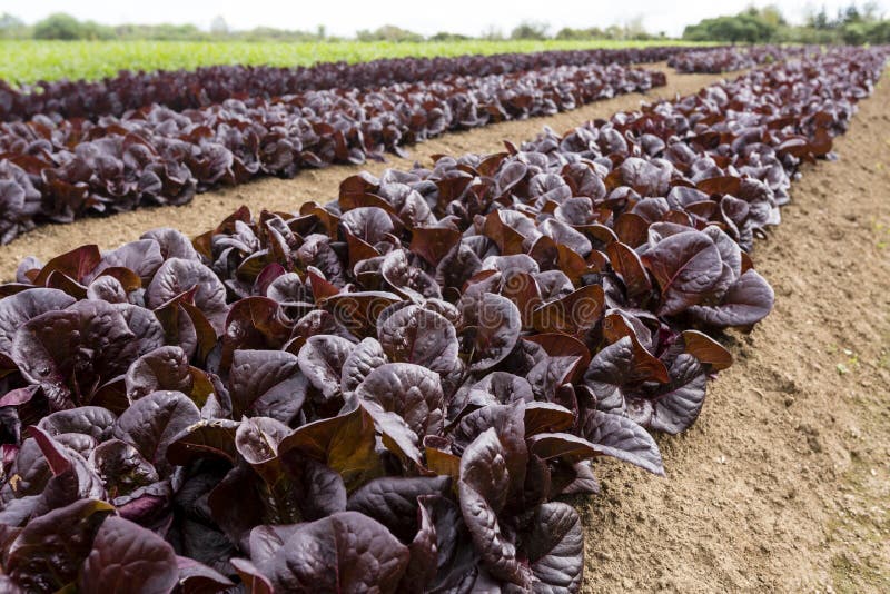Red Lettuce Rows stock image. Image of lettuce, farm - 53635277