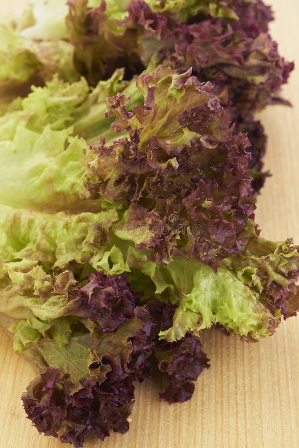 Red lettuce stock photo. Image of health, fresh, salad - 55592160