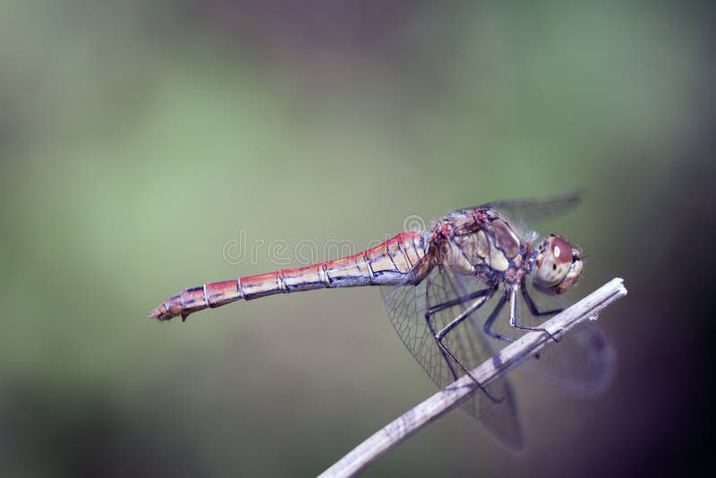 Red Libel Insect Stock Photos - Free & Royalty-Free Stock Photos from ...