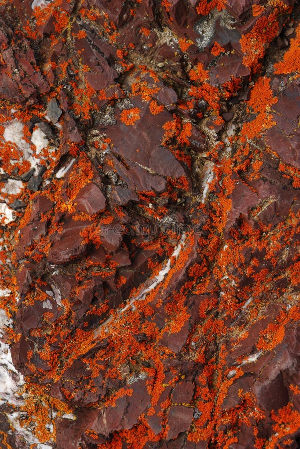 White lichen stock photo. Image of biological, north, lichen - 9965566