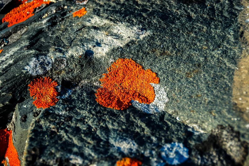 Red Lichen Growing on Rocks, the Arctic, the Barents Sea. Stock Image ...