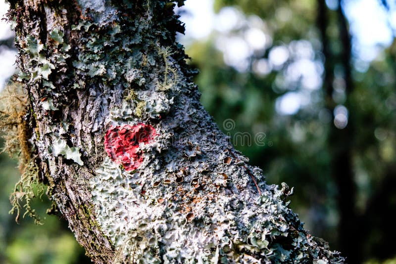 Red lichen on tree trunk stock photo. Image of color - 110153008