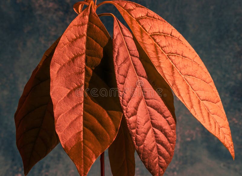 Red Light Avocado Plant on Blue Background Stock Photo - Image of ...