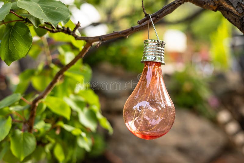 Red Light Bulb Hanging on a Tree in an Orchard Stock Image - Image of ...
