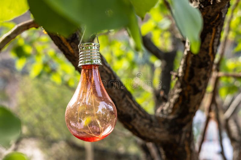 Red Light Bulb Hanging on a Tree in an Orchard Stock Photo - Image of ...