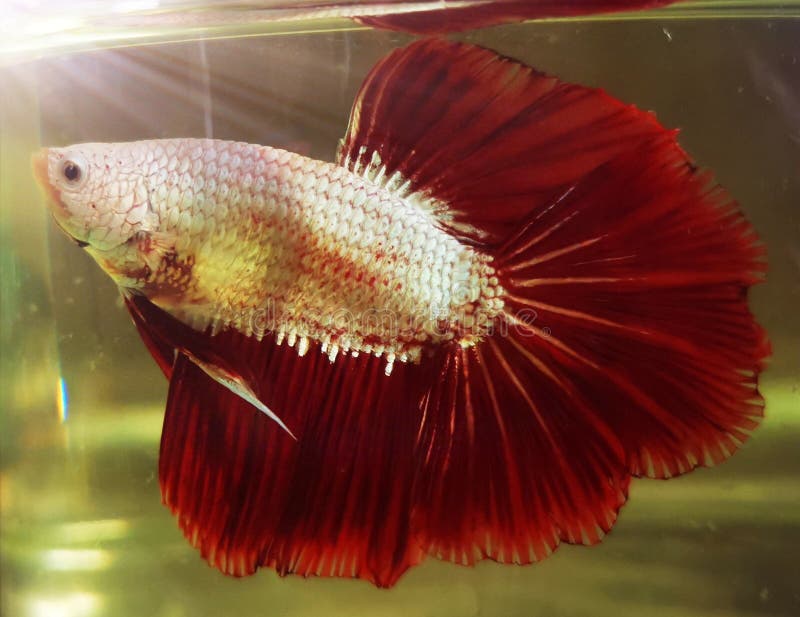 Red and yellow colour fish stock photo. Image of organ - 243286612