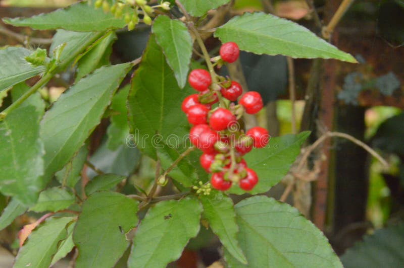 Red Like a Cherry, but in a Very Small Size the Red Circle is only 0.3 ...