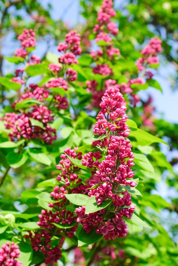 Red lilac stock image. Image of bush, beauty, fragrant - 8084679