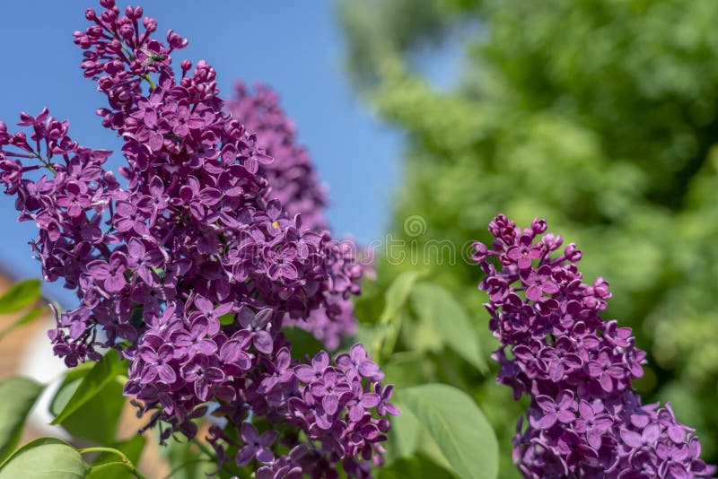 Red Lilac Close-up on Blue Sky Background Stock Image - Image of color ...